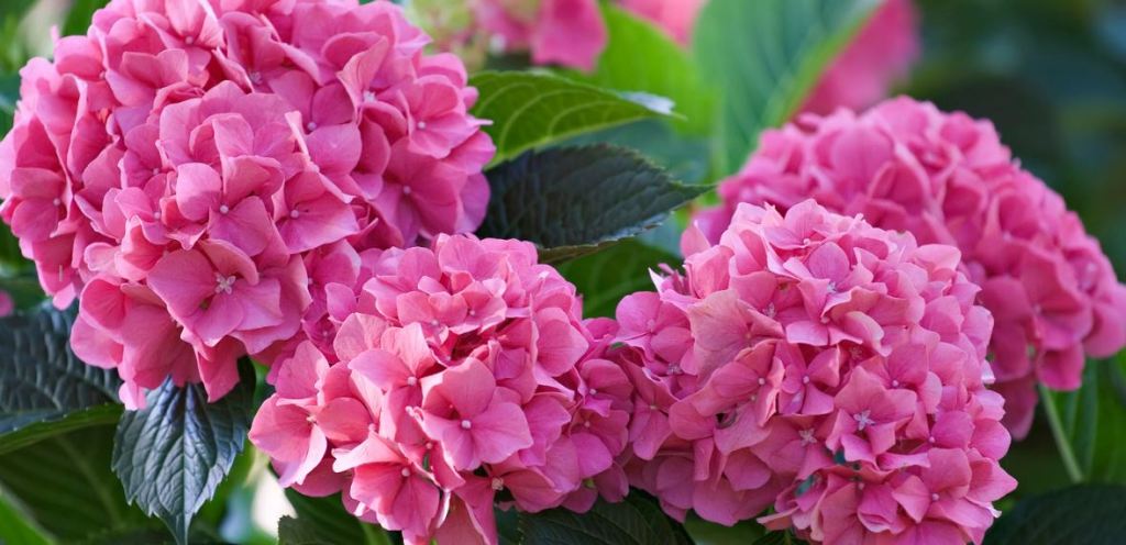 Barrie Spring Garden and Home Show | 93.1 Fresh Radio